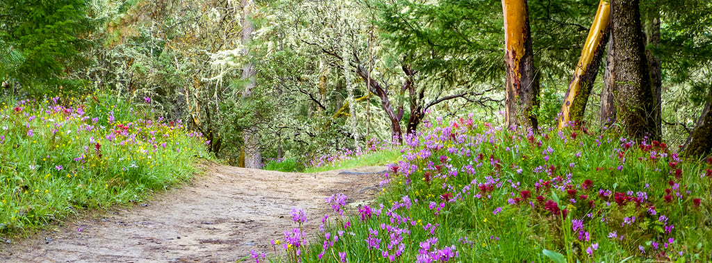 Cathedral Hills – NW Horse Trails